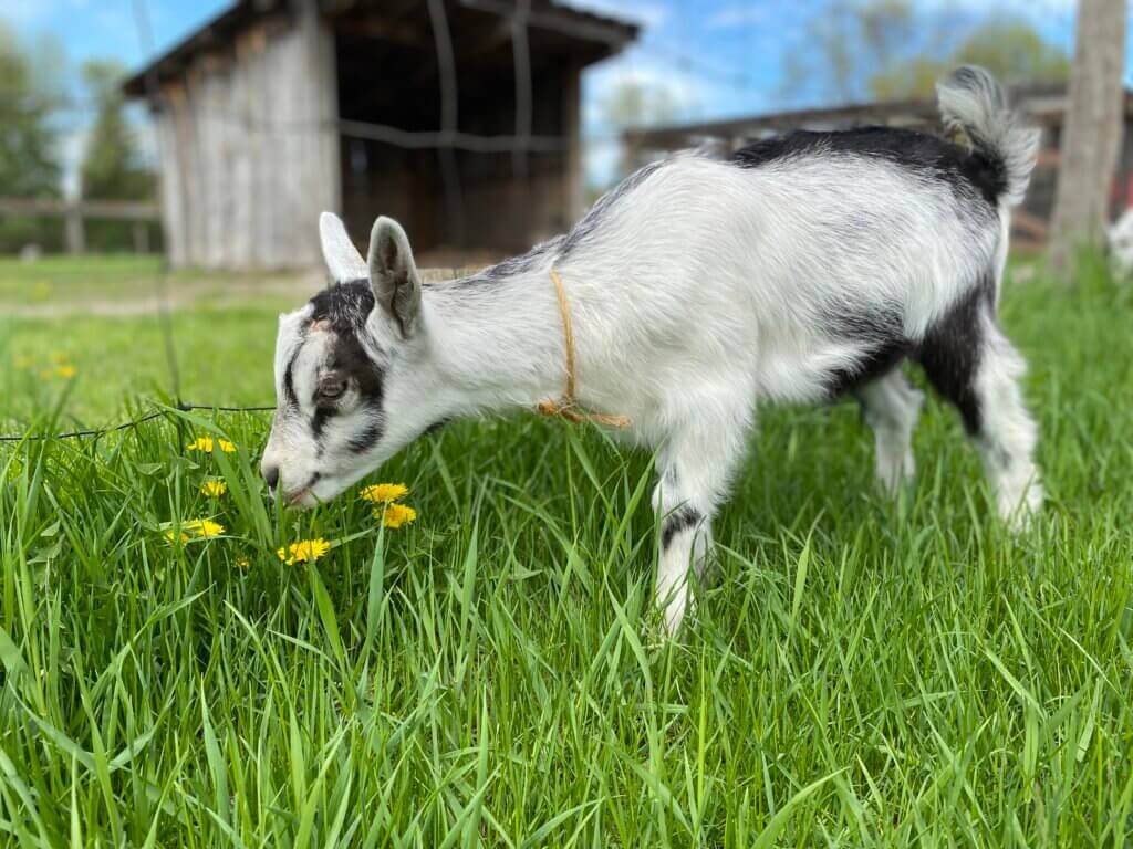 Spring on the Farm - Brooklyn Park